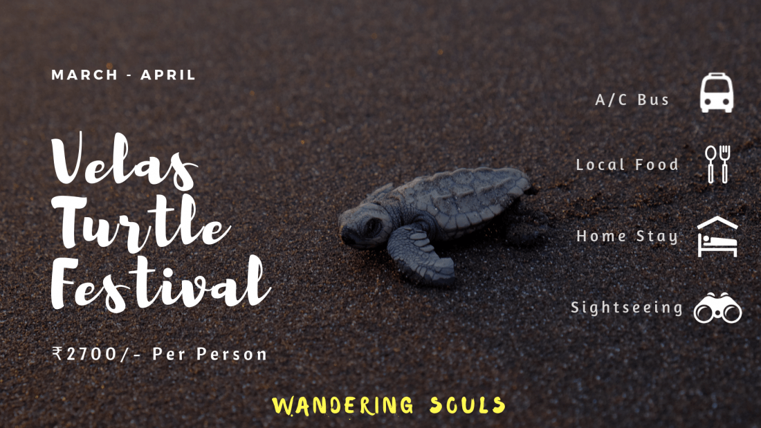 Velas Turtle Festival, Velas Agar, Mumbai, 22 March to 24 March ...