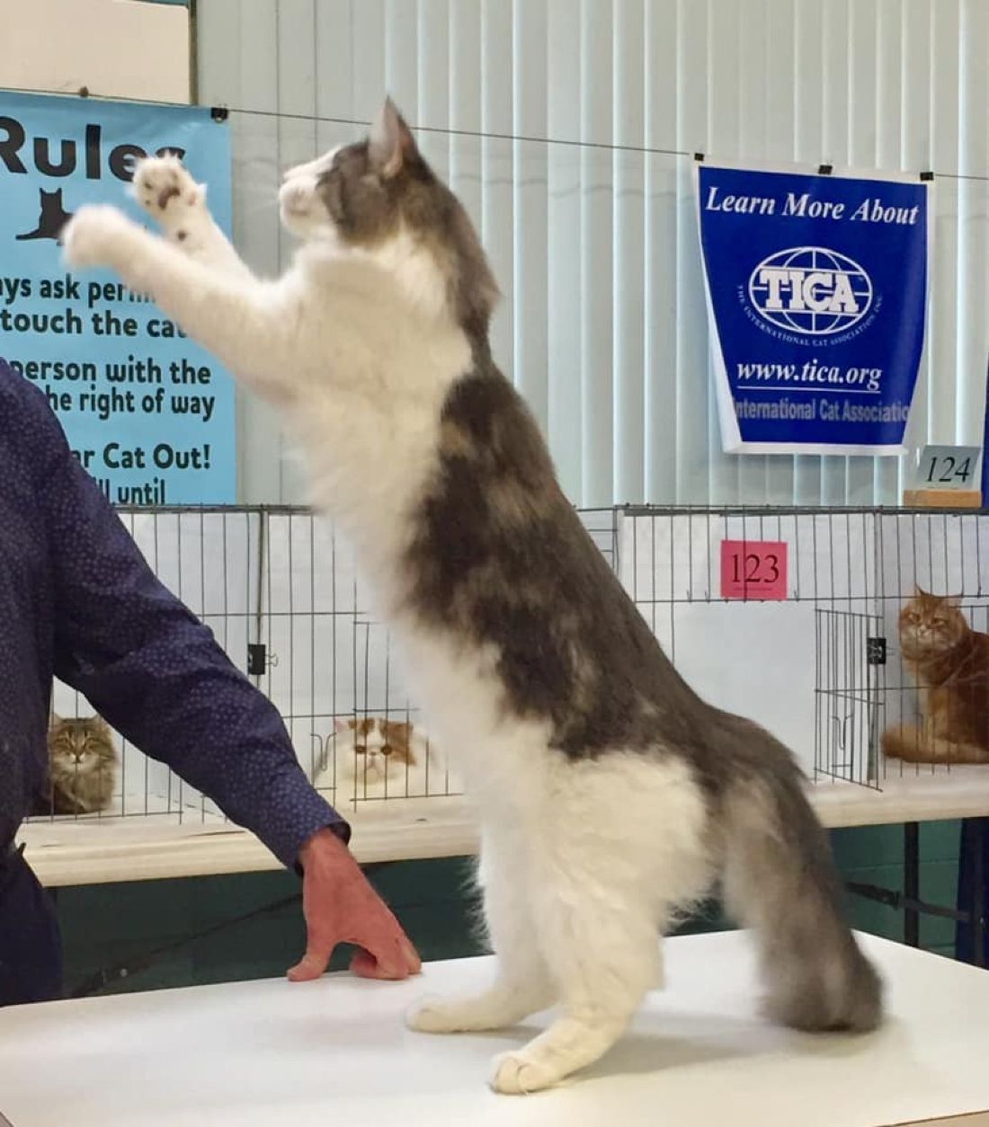 TICA Cat Show - Largo, Florida, The Minnreg Hall, Largo, 10 August to ...
