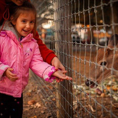 Barnyard Animals at Linvilla Orchards Tickets, Linvilla Orchards ...