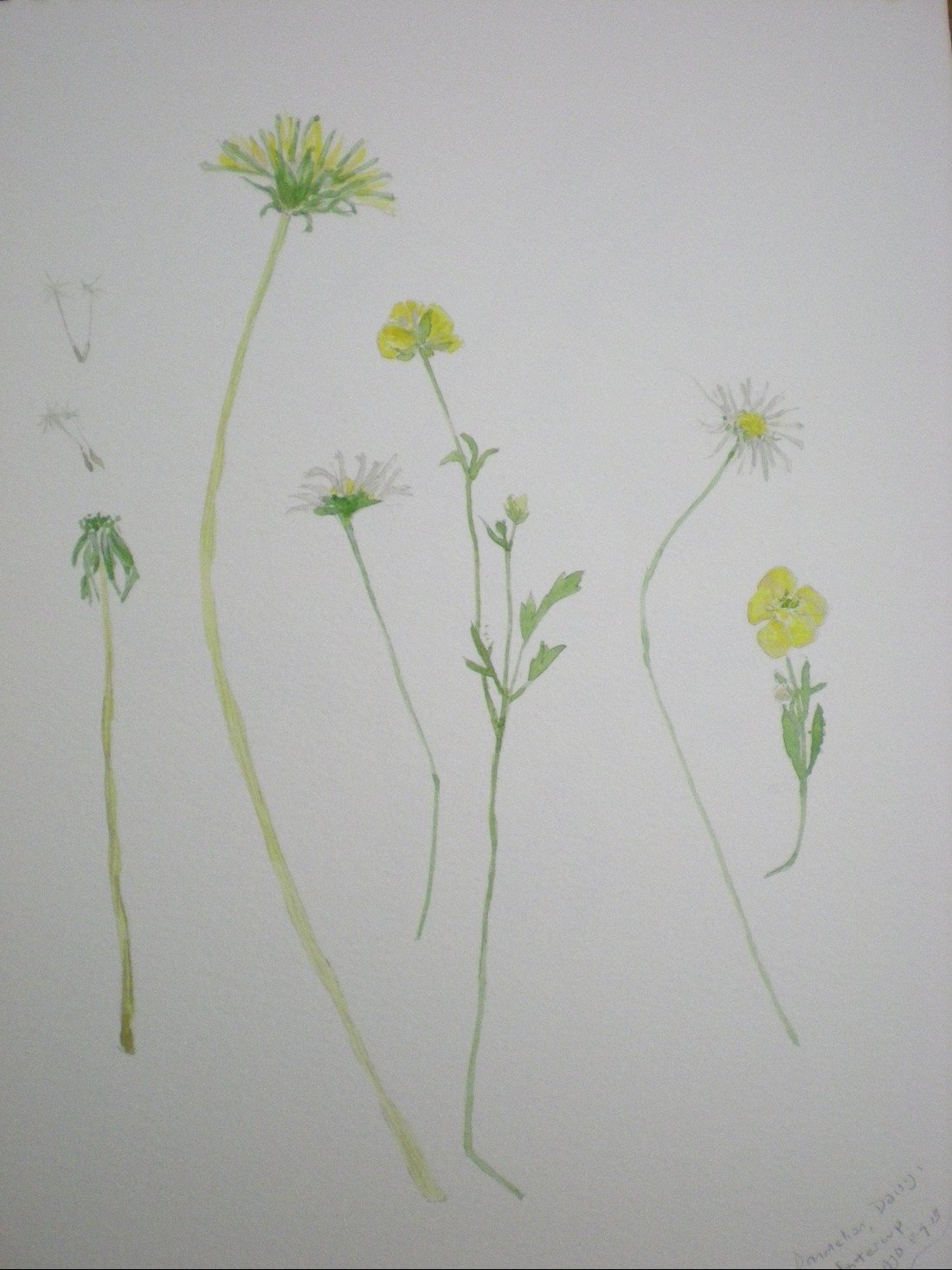 Drawing From Plant Life . Introduction to Botanical Illustration, The ...