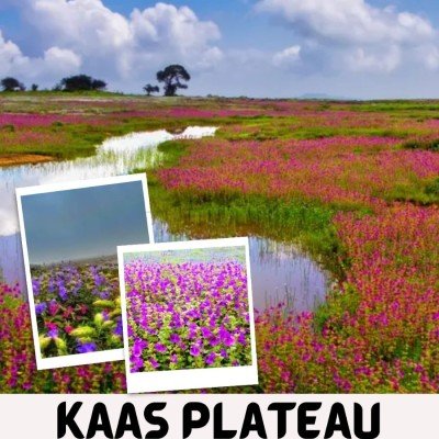 Kaas Pathar - Valley of Flowers 2024 Tickets, Kaas plateau, Satara, 27 ...