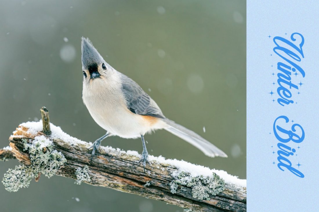 Two Week Oil Painting Workshop with Rebecca: Winter Bird- Painting From ...