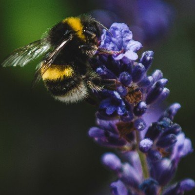 Princesshay City Bee and Rooftop Garden Tours , 9 Catherine Street ...