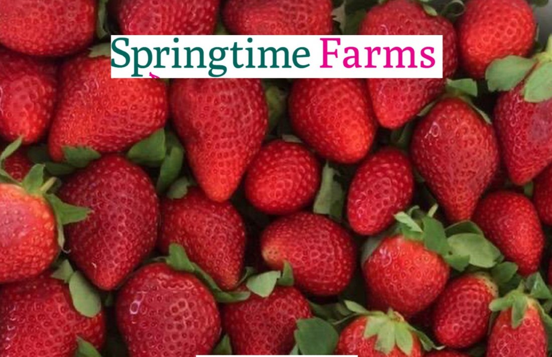 Strawberry Festival at Springtime Farms Fort Myers, Springtime Farms ...