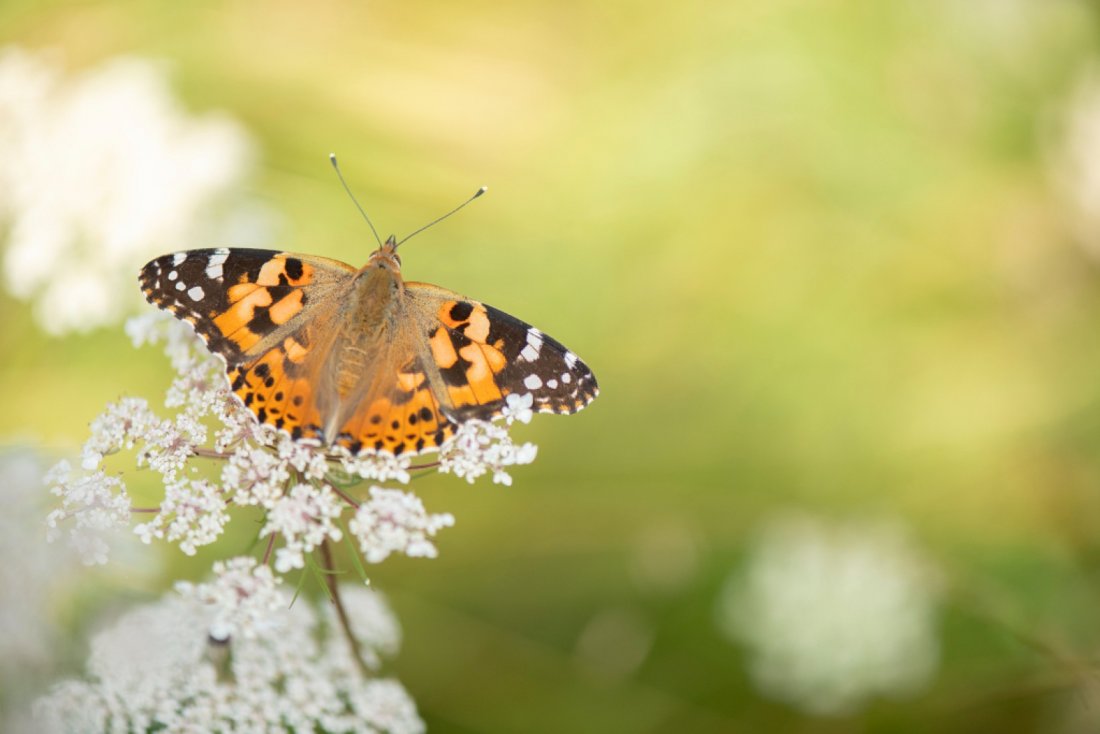 Beautiful Butterflies Trail, RSPB Sandwell Valley, Hamstead, 18 May to ...