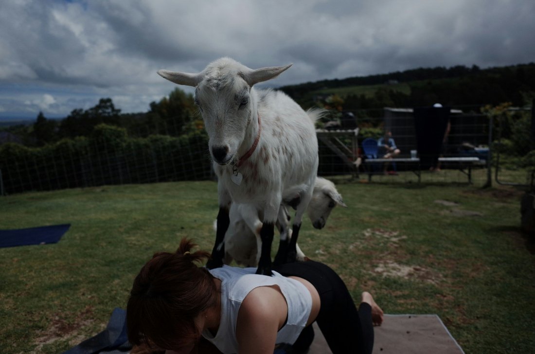 GOAT Yoga on the lawn with The Yoga Rooms Wendy Oberg, Lymett Farms ...