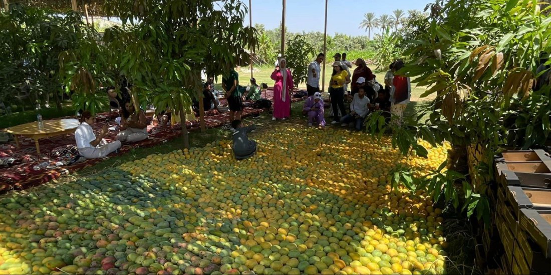 Mango Magic in Ismailia from Cairo in Egypt!, Tahrir Square, Cairo, 2 ...