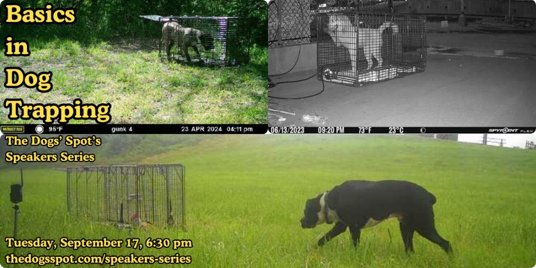 Basics in Dog Trapping - The Dogs Spots Speakers Series, The Dogs' Spot ...