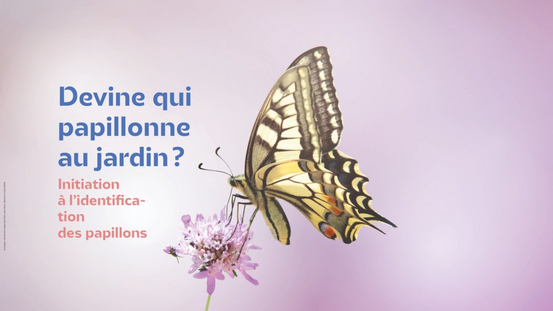 "Devine qui papillonne ?" : Initiation gratuite à la reconnaissance des ...