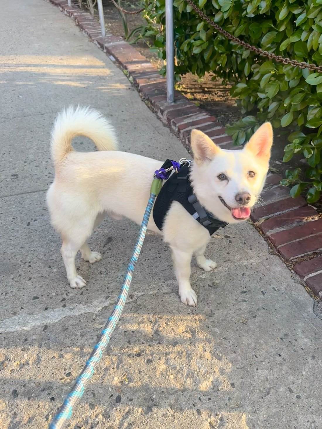 Adopt-a-Paw Dog Adoption Event at Prospect Park, Bartel-Pritchard ...