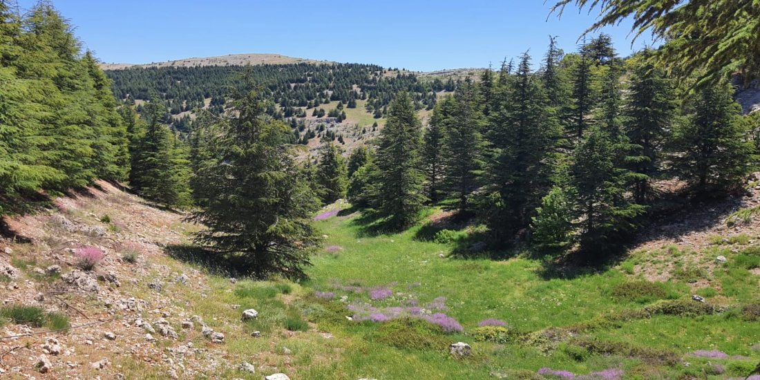 BAROUK Cedars to AMMIQ Wetland on Sun, June 08, 2025 with DALE CORAZON ...