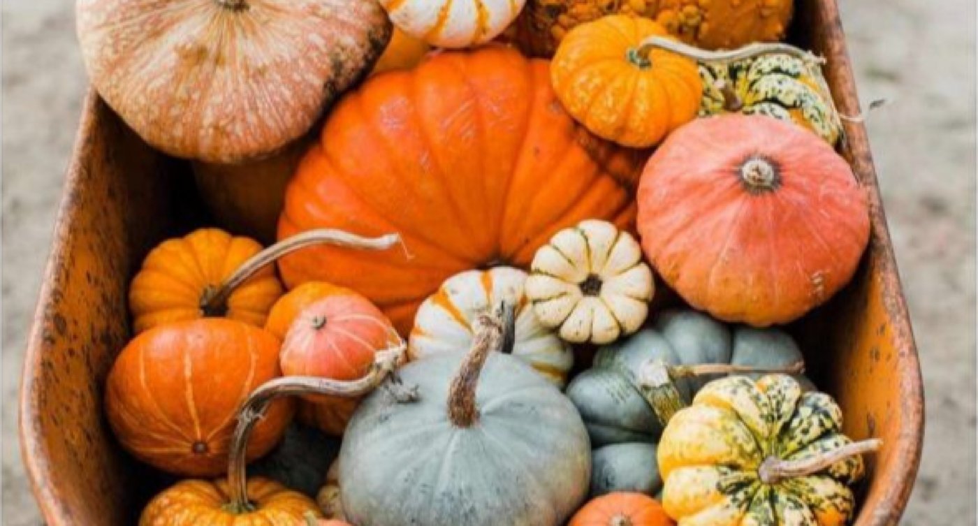 A.F.I.R.E.s 6th ANNUAL PUMPKIN PATCH, A.F.I.R.E. of Pasco County, Inc, Port Richey, 5 October to ...