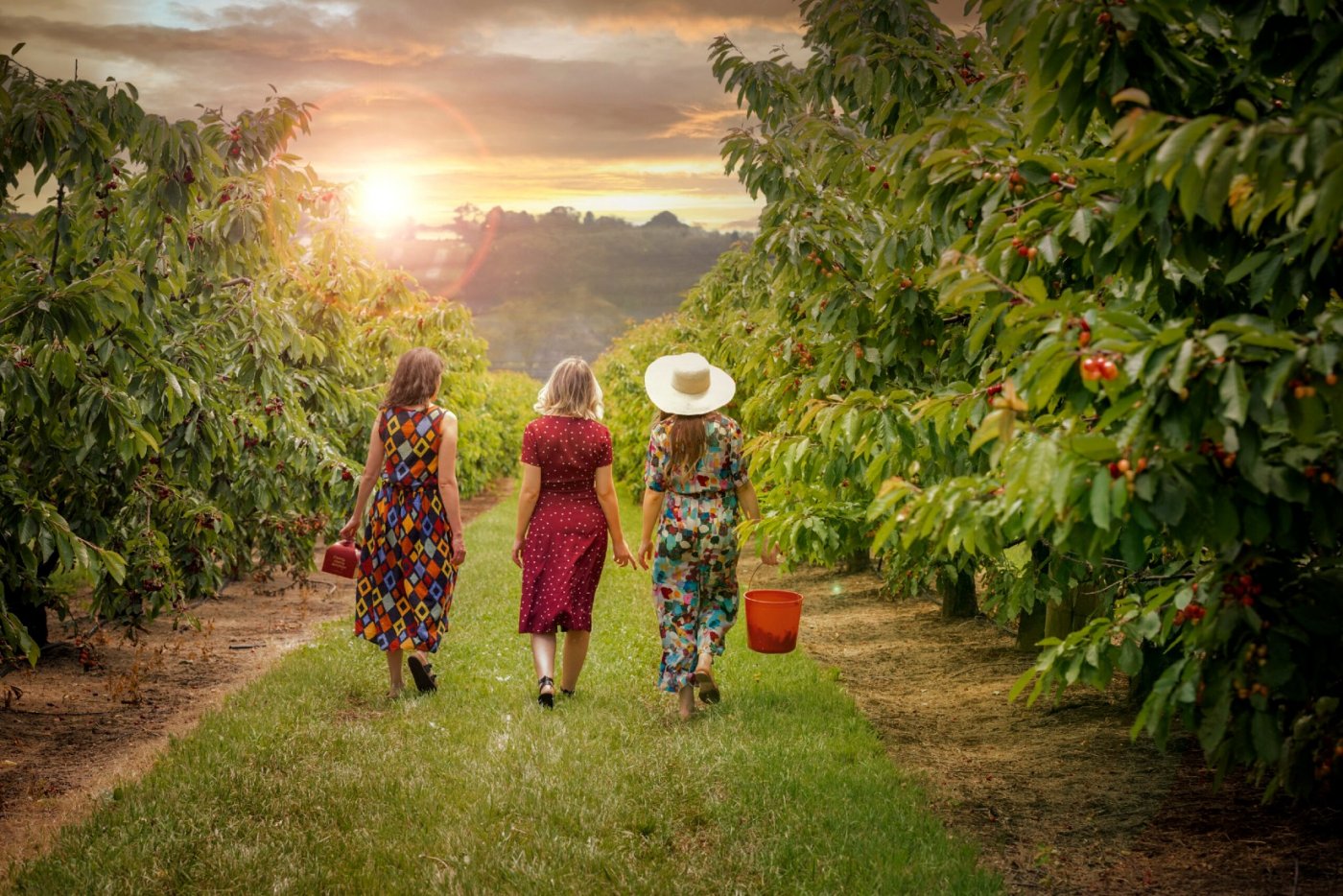 Twilight Cherry Picking - Coldstream, Cherryhill Orchards, Melbourne ...