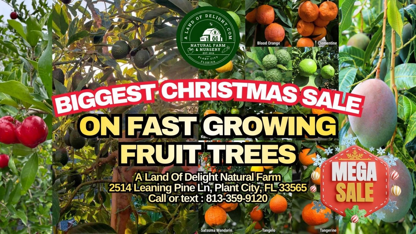 Plant City Christmas MEGA Fruit Tree Sale Tickets, A Land of Delight ...