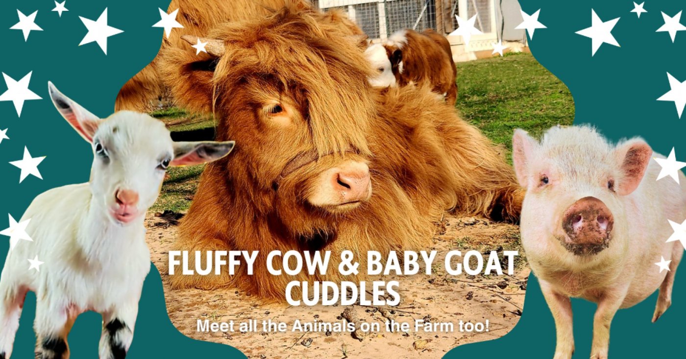 Mini Cow Cuddles & Baby Goat Snuggles!, ROSE Therapeutic Farm & Goat ...