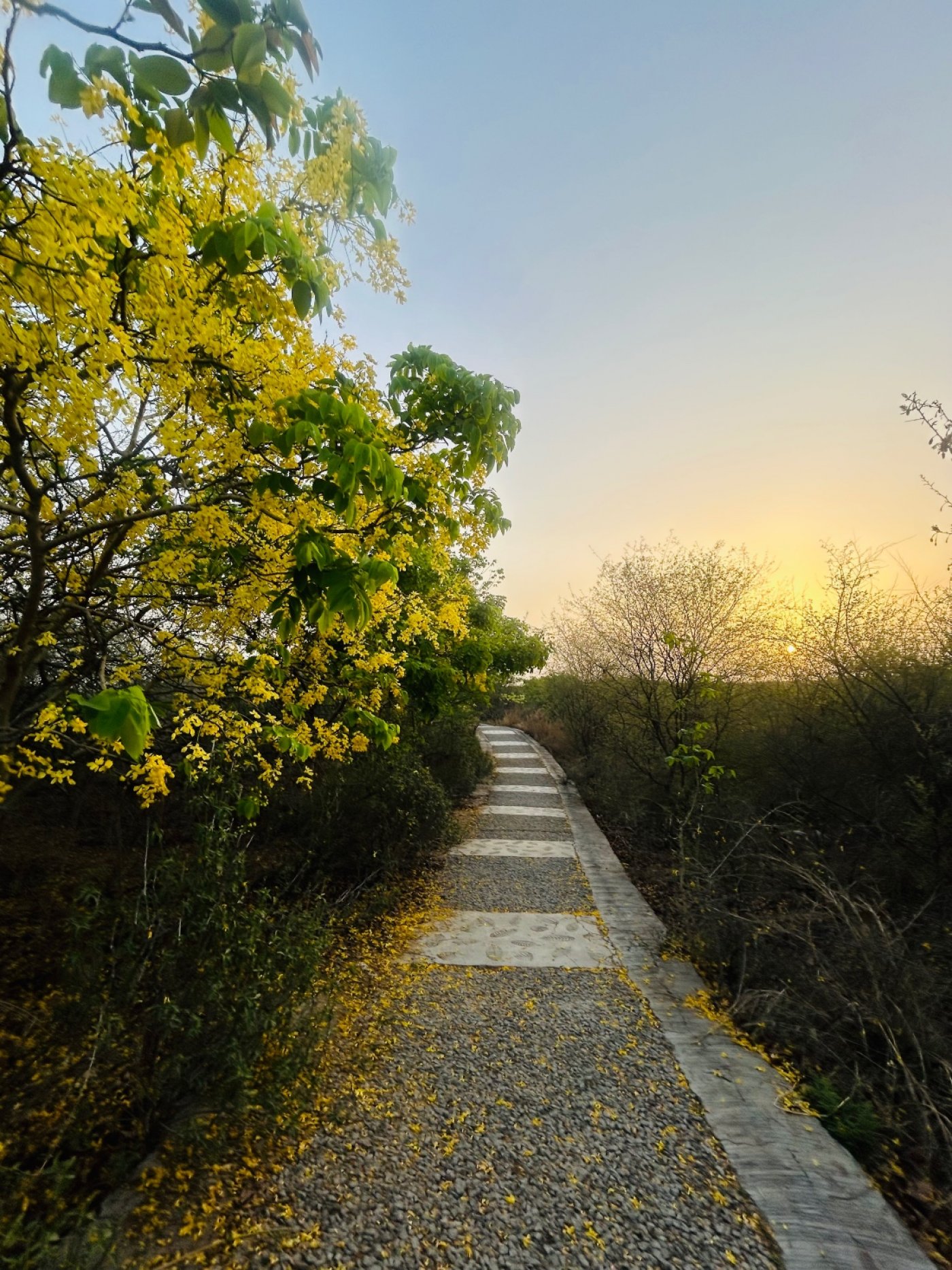 Sunrise Walk at Aravali Biodiversity Park Tickets, Aravali Biodiversity ...